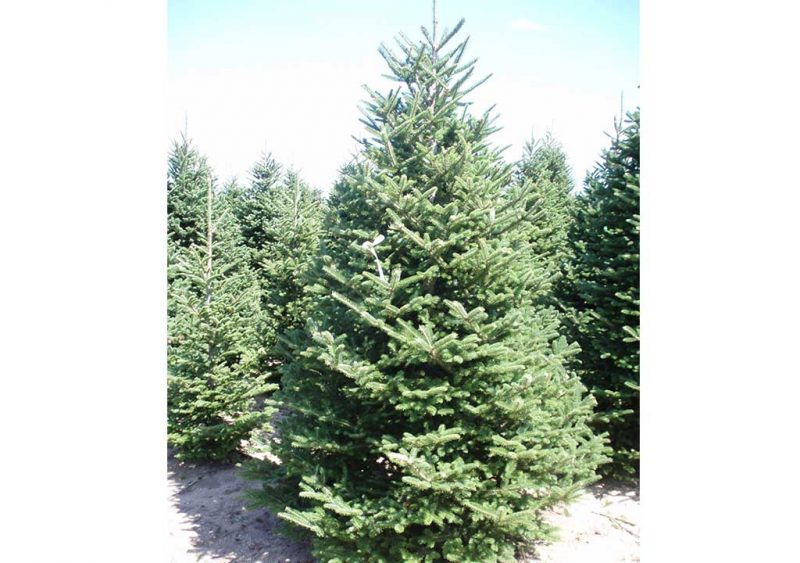 Buy Christmas Tree Online